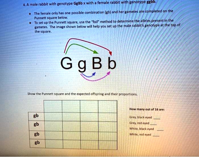 4. A male rabbit with genotype GgBb x with a female rabbit with ...
