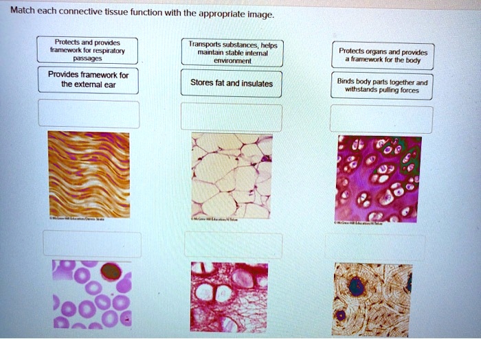 [GET ANSWER] Match each connective tissue function with the appropriate ...