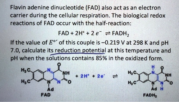 Flavin adenine dinucleotide (FAD) also acts as an electron carrier ...