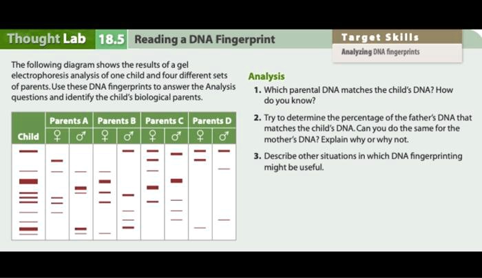 thought lab 185 reading a dna fingerprint target skillg analyting dna ...