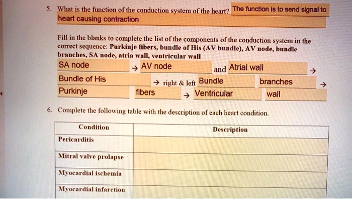 5. What is the function of the conduction system of the heart? The ...