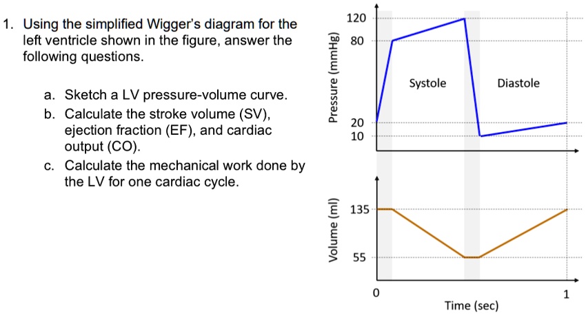 1 using the simplified wiggers diagram for the left ventricle shown in the figure answer the ...