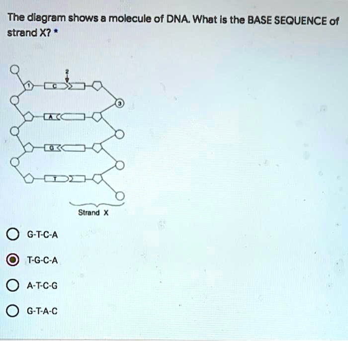 SOLVED: The diagram shows a molecule of DNA. What is the BASE SEQUENCE ...