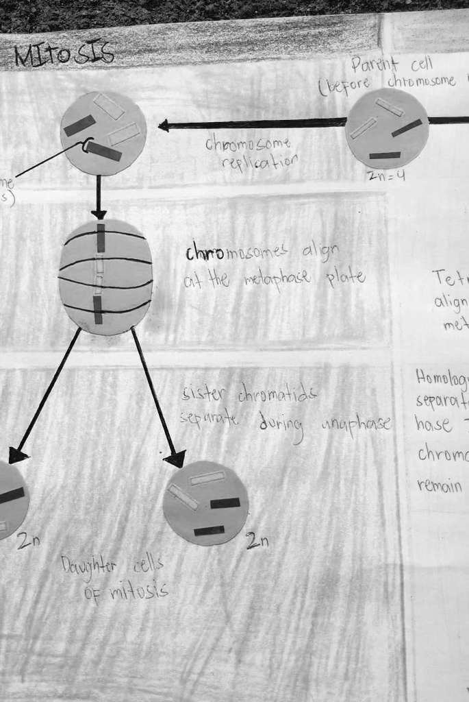 Draw a simple diagram that shows the process of mitosis and meiosis ...