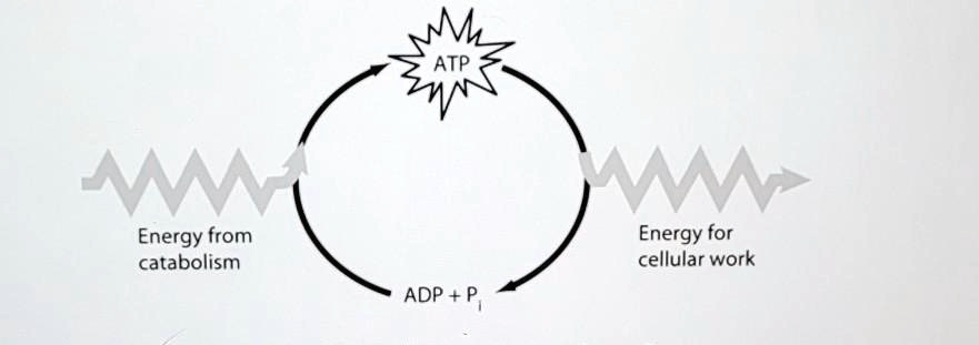 'How do cells use the ATP cycle shown in the figure above? Cells use ...