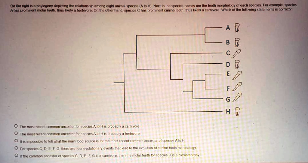 SOLVED: On the right is a phylogeny depicting the relationship among ...