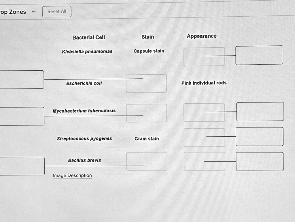 Top Zones Reset All Bacterial Cell Stain Appearance Klebsiella ...