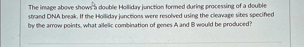 The image above shows a double Holliday junction formed during ...