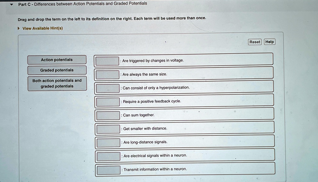 part c differences between action potentials and graded potentials drag and drop the term on the ...