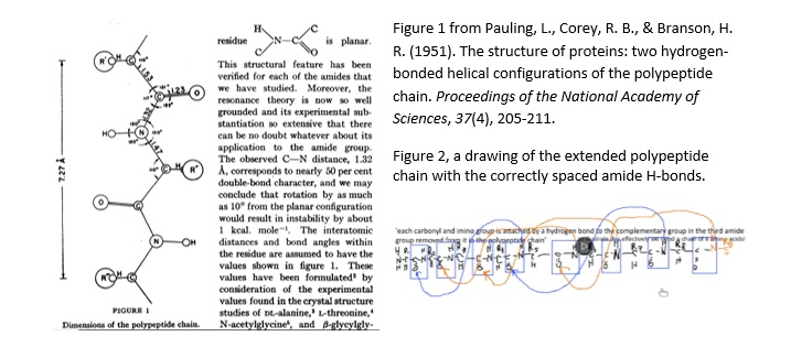 figure from pauling corey b branson h r 1951 the structure proteins two ...