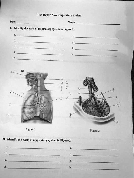 Date: Lab Report 5 – Respiratory System Name: I. Identify the parts of ...