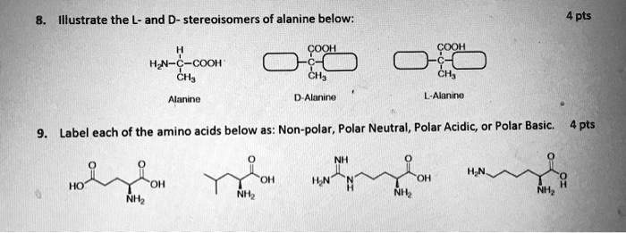 SOLVED: Illustrate the L- and D- stereoisomers of alanine below; 4 pts ...