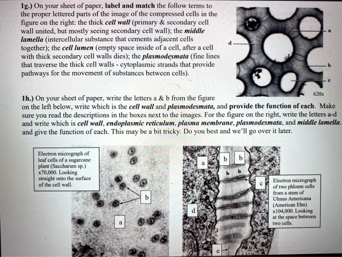 SOLVED: 1g.) On your sheet of paper; label and match the follow terms ...