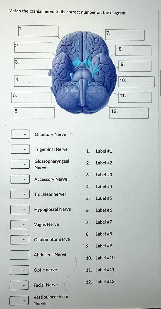Match the cranial nerve to its correct number on the diagram: Olfactory ...