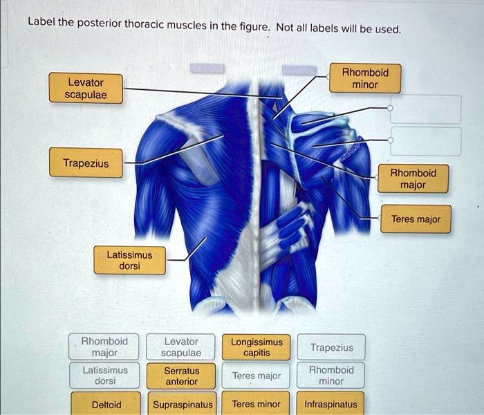 SOLVED: Label the posterior thoracic muscles in the figure. Not all ...