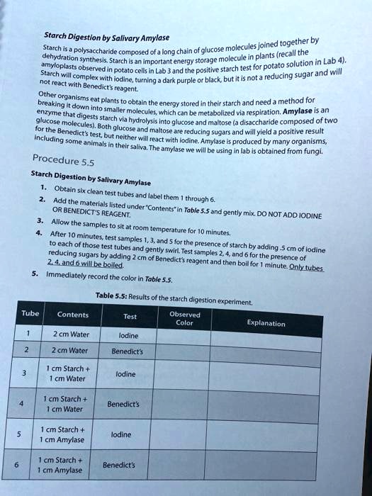 starch digestion by salivary amylase s joined together starch is a ...