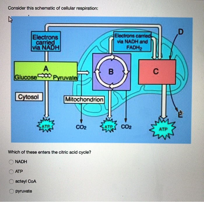 consider this schematic of cellular respiration electrons ma qvoohl ...