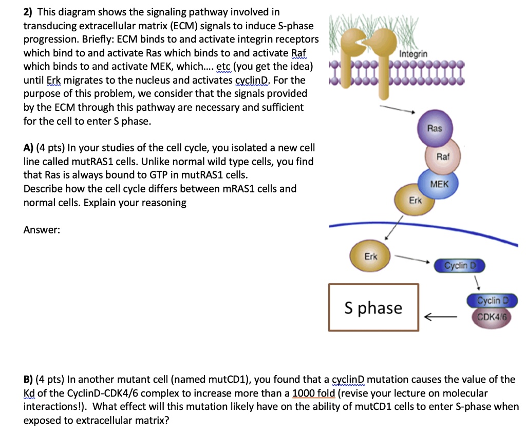 2) This diagram shows the signaling pathway involved in transducing extracellular matrix (ECM ...