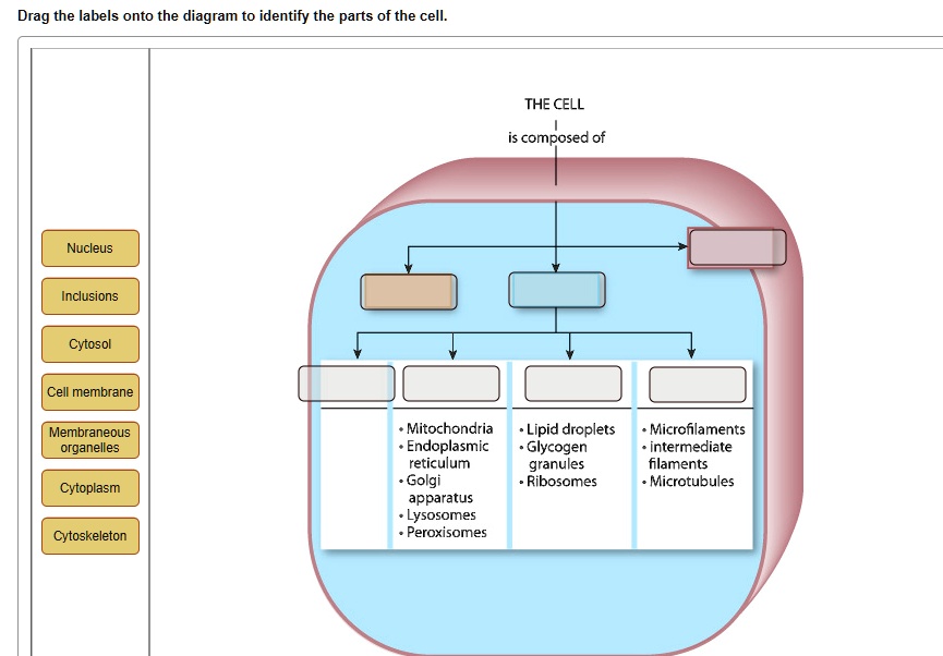 Drag the labels onto the diagram to identify the parts of the cell ...
