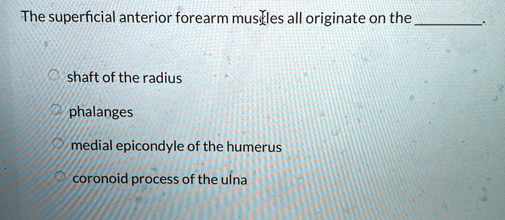 the superficial anterior forearm muscles all originate on the shaft of ...