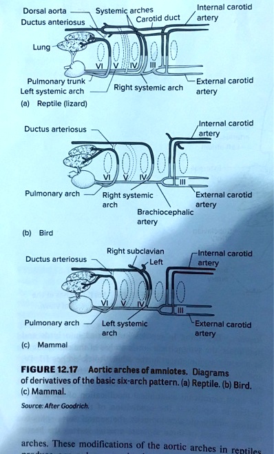 SOLVED: Dorsal aorta Systemic arches Carotid duct Ductus anteriosus ...