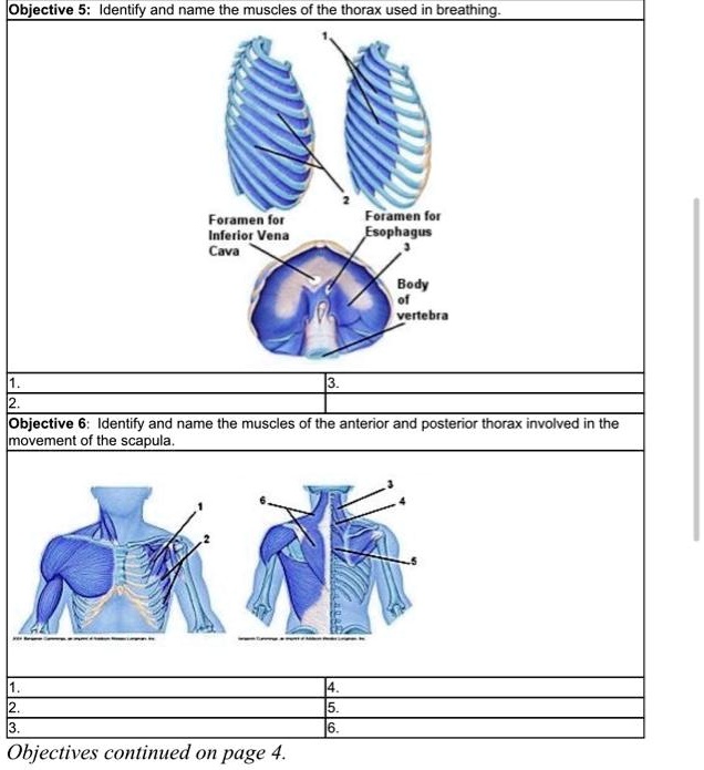 Objective 5: Identify and name the muscles of the thorax used in ...