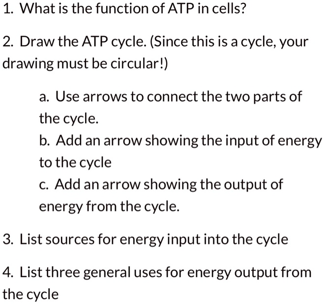 SOLVED: 13 What is the function of ATP in cells? 2. Draw the ATP cycle ...
