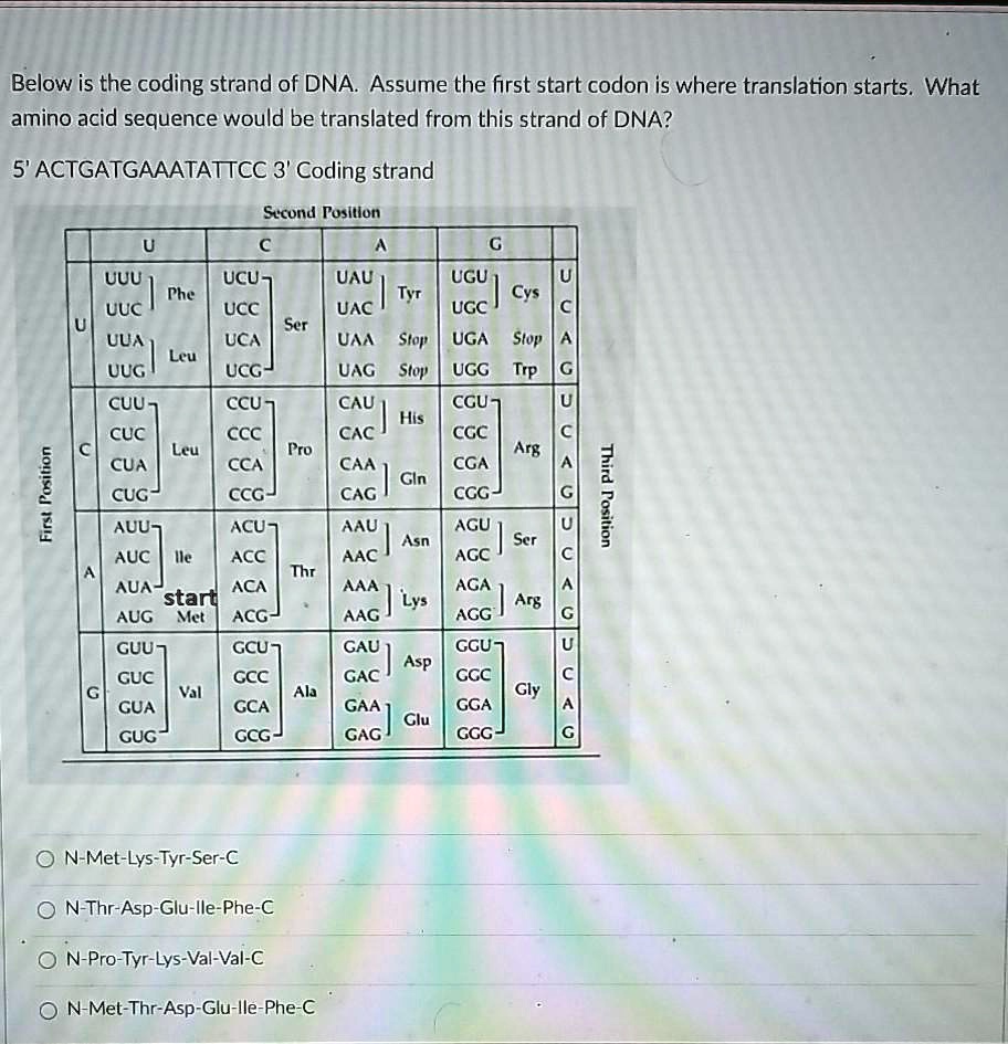 below is the coding strand of dna assume the first start codon is where ...