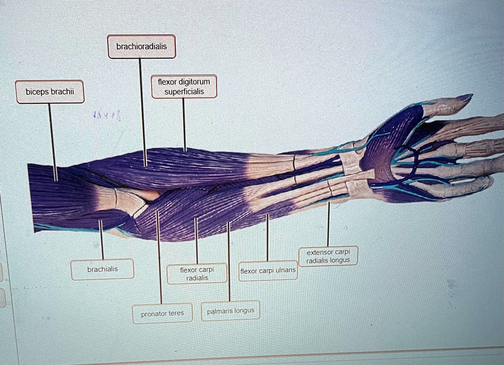 SOLVED: Please help, I have one more attempt. I need help labeling the ...