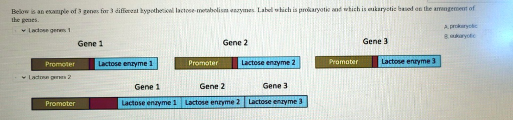 Below is an example of 3 genes for 3 different hypothetical lactose-metabolism enzymes. Label ...