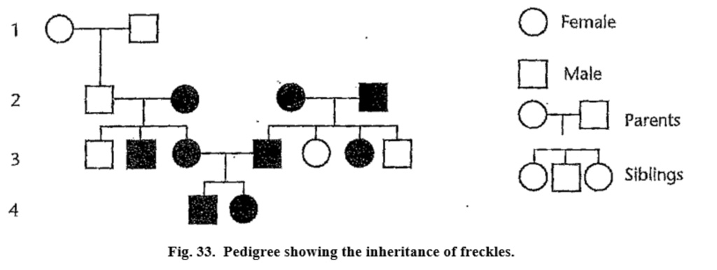 SOLVED: Female Male 2 Parents 3 OL Jc Siblings 4 Fig: 33. Pedigree ...