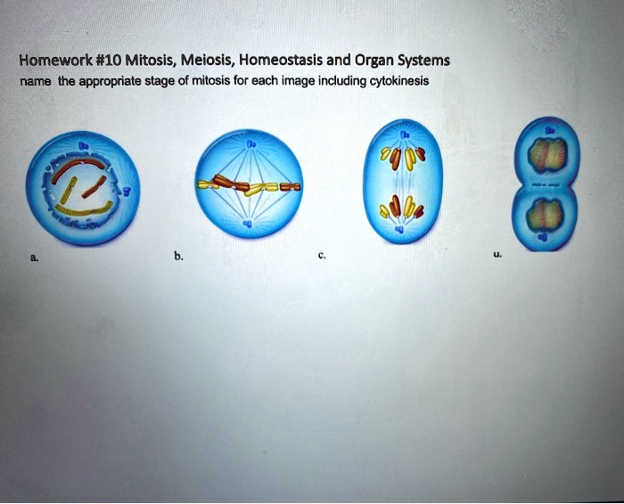 SOLVED: Homework #10 Mitosis, Meiosis, Homeostasis and Organ Systems ...