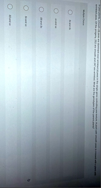 in pea plants smooth s peas are dominant over wrinkled s peas in the ...