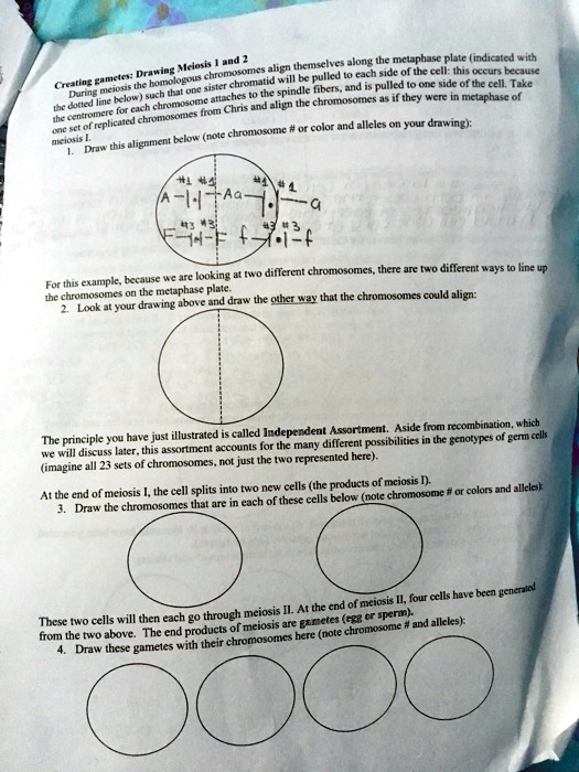 Creating gametes: Drawing Meiosis 1 and 2 Duning meiosis the homologous ...