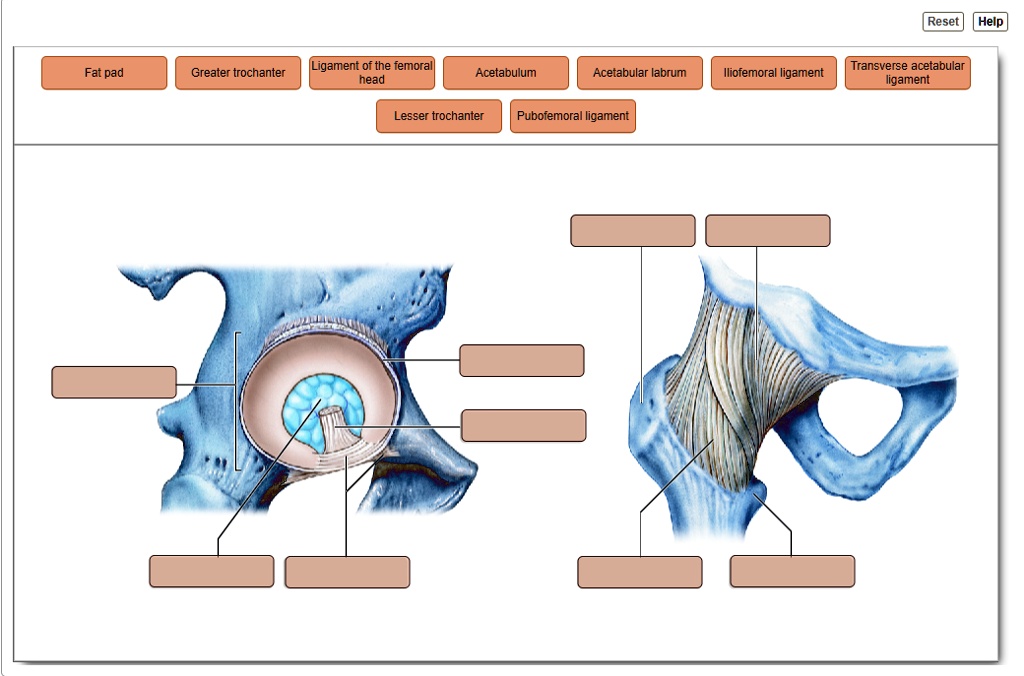 Fat pad Greater trochanter Ligament of the...