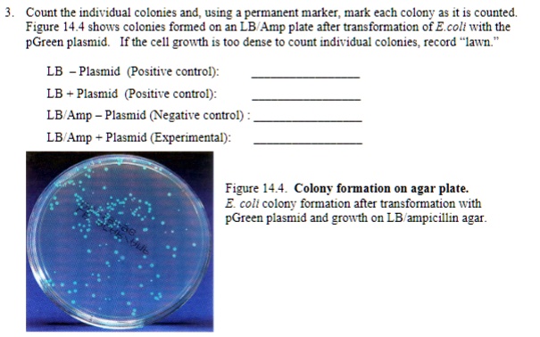 count the individual colonies and using a permanent marker mark each ...