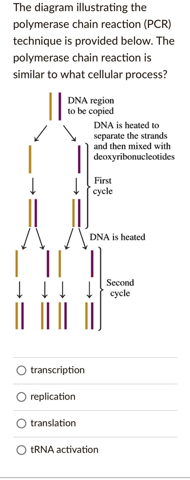 The diagram illustrating the polymerase chain reaction (PCR) technique ...