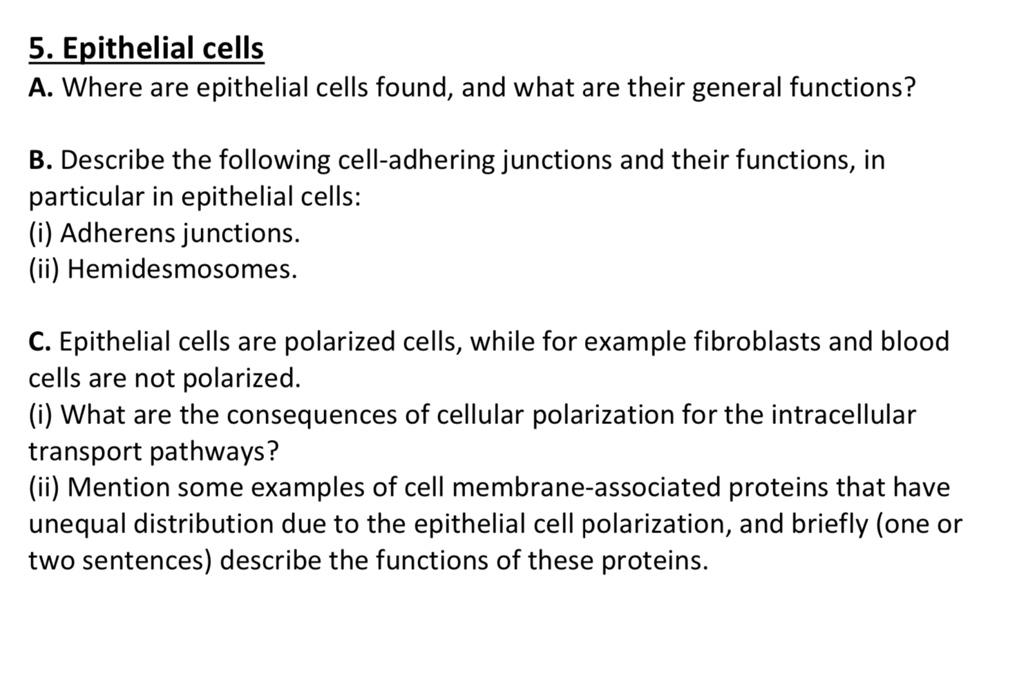 5. Epithelial cells A. Where are epithelial cells found, and what are ...