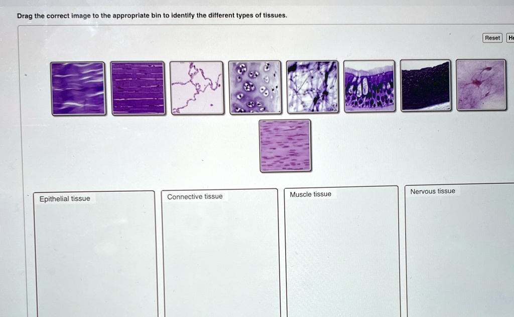 drag the correct image to the appropriate bin to identify the different ...