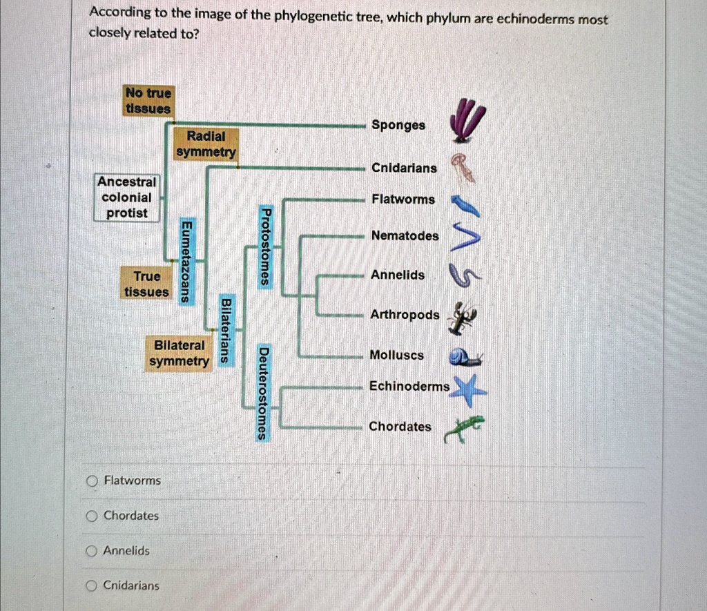 According to the image of the phylogenetic tree, which phylum are ...