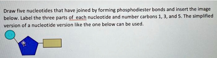 Draw five nucleotides that have joined by forming phosphodiester bonds ...