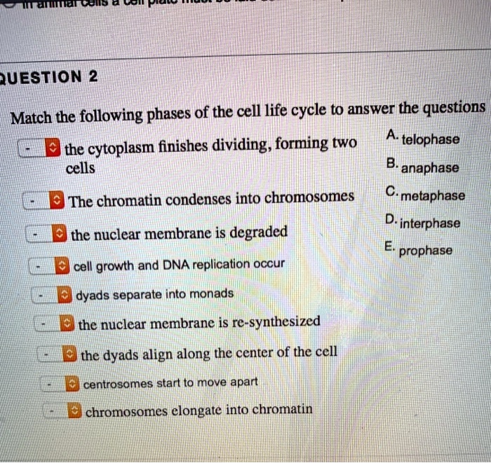SOLVED: Dilllo ruestion 2 Match the following phases of the cell life ...