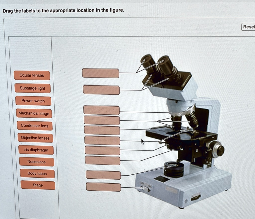 drag the labels to the appropriate location in the figure ocular lenses substage light power ...