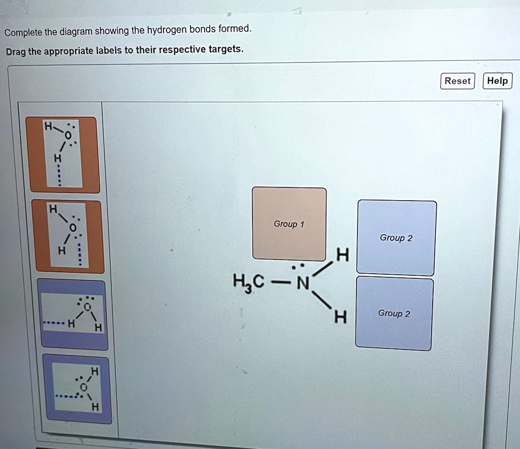 Complete the diagram showing the hydrogen bonds formed. Drag the ...