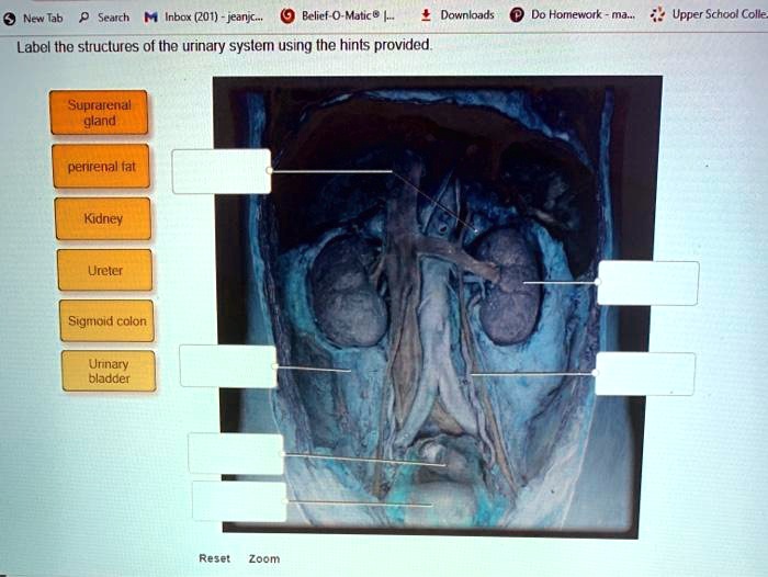 Label the structures of the urinary system using the hints provided ...