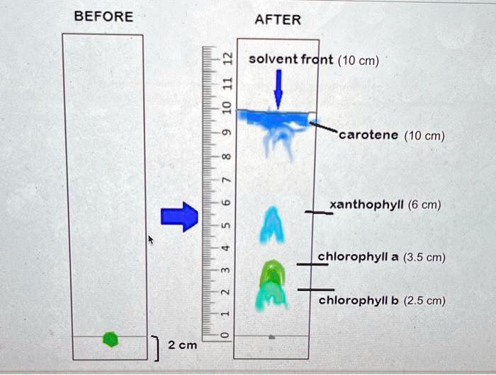 Paper Chromatography Chlorophyll Rf Values at Edward Gratwick blog Paper Chromatography Chlorophyll Rf Values at Edward Gratwick blog