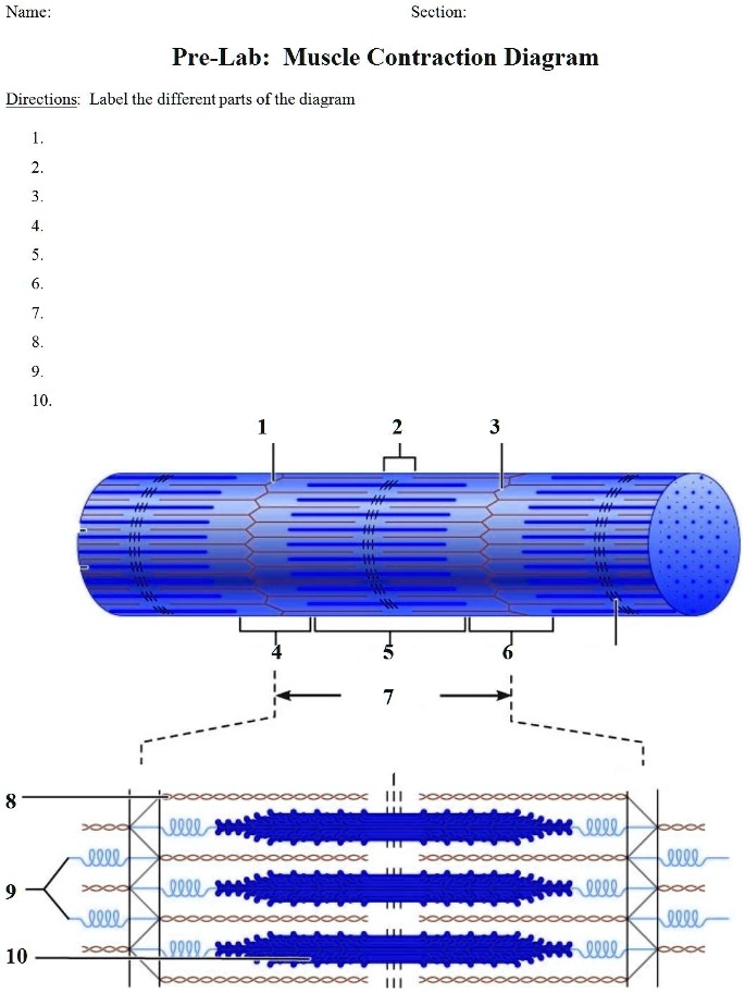 Name: Section: Pre-Lab: Muscle Contraction Diagram Directions: Label ...