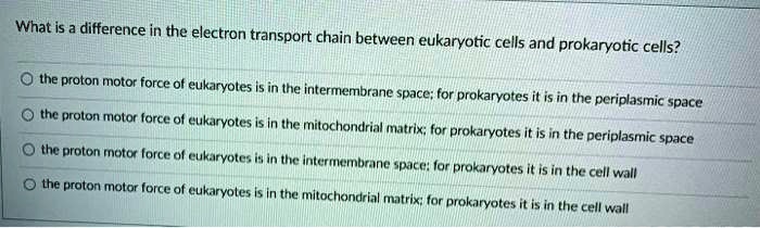 SOLVED: What is the difference in the electron transport chain between ...