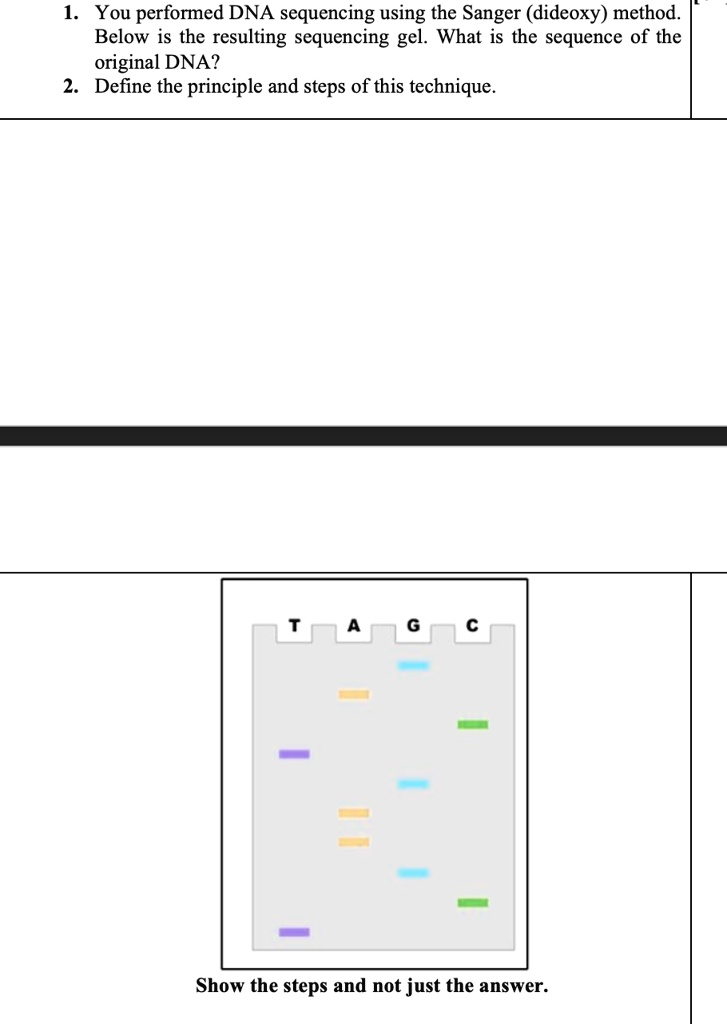 1. You performed DNA sequencing using the Sanger (dideoxy) method ...
