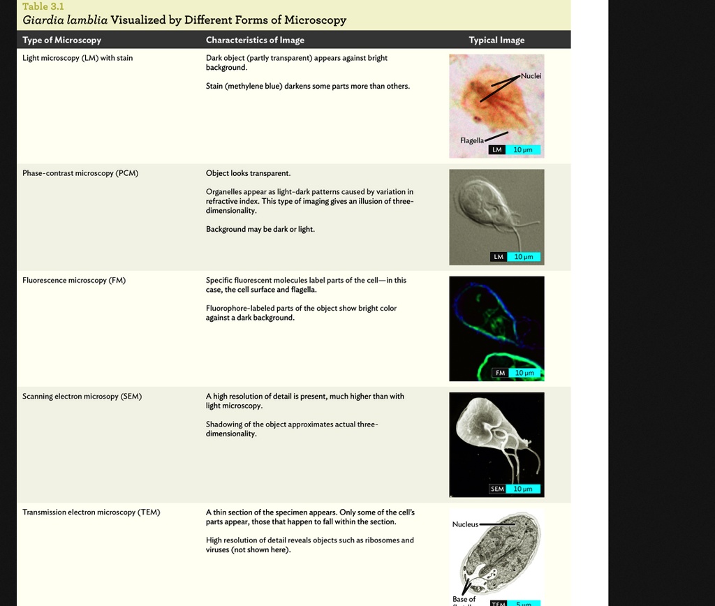 SOLVED: Table 3.1: Giardia lamblia Visualized by Different Forms of ... SOLVED: Table 3.1: Giardia lamblia Visualized by Different Forms of ...